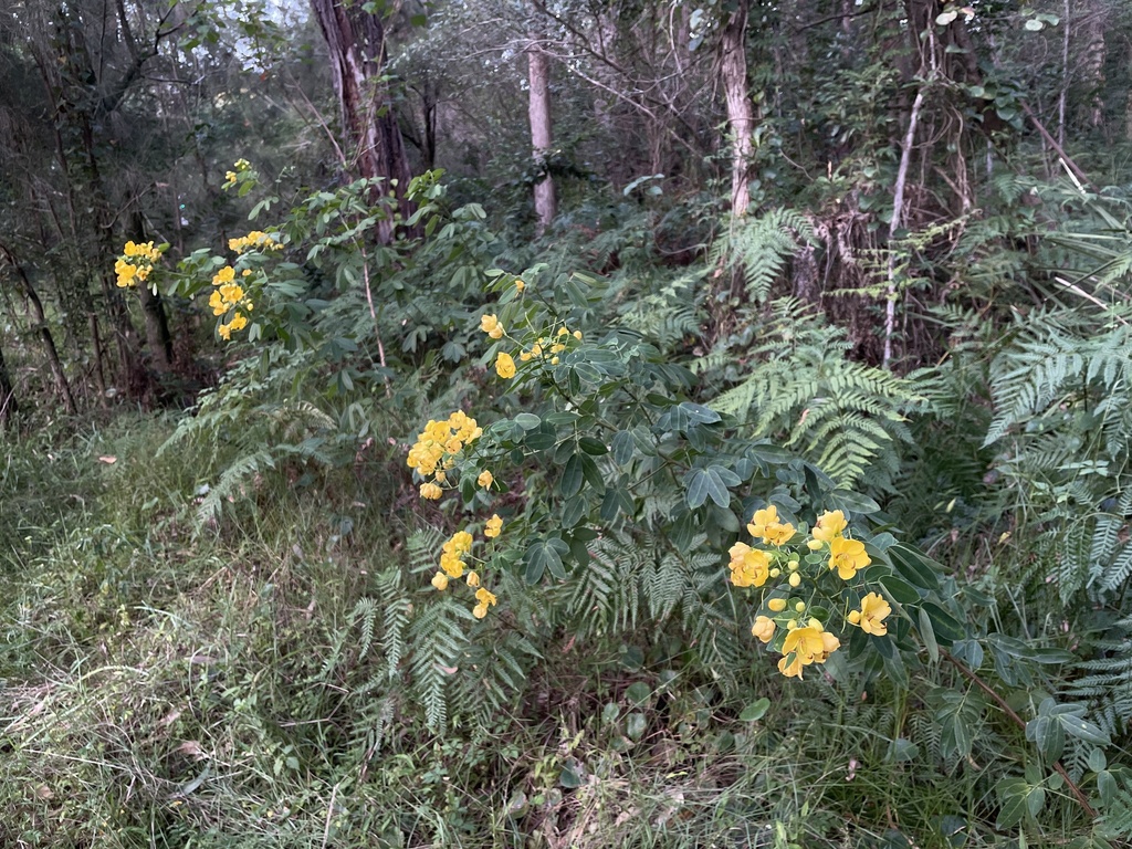 Christmas Senna from Delhi Rd, Chatswood West, NSW, AU on March 19 ...