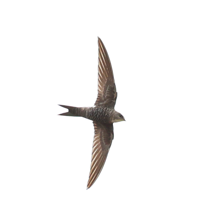 Pacific Swift from Proof Range SA 5550, Australia on March 15, 2024 at ...