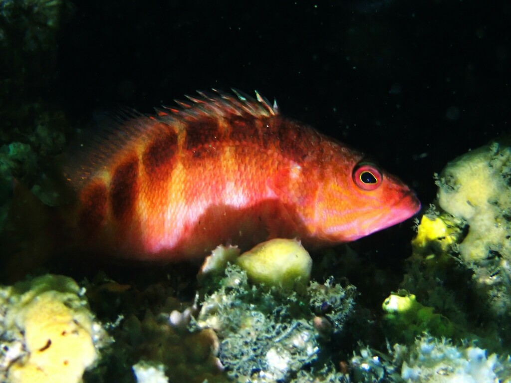 Halfbanded Seaperch from Sydney NSW, Australia on March 11, 2024 at 10: ...