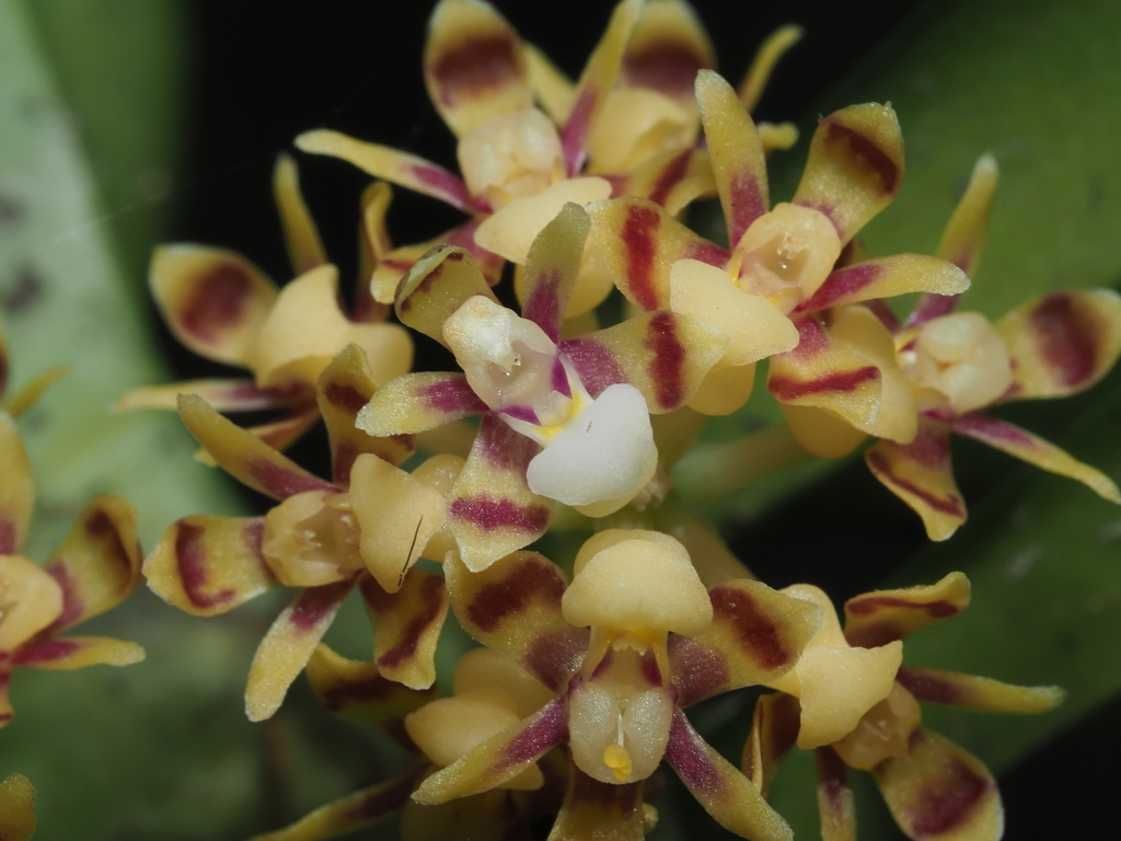 Pomatocalpa undulatum acuminatum in March 2024 by Ray Tsai · iNaturalist