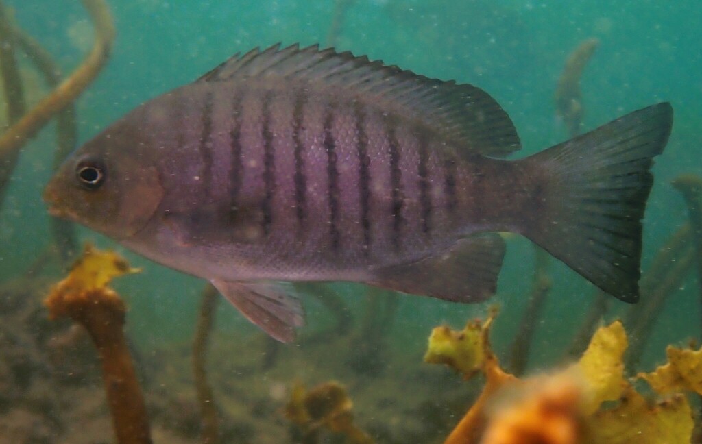 Luderick from Sydney NSW, Australia on March 15, 2024 at 12:51 PM by ...