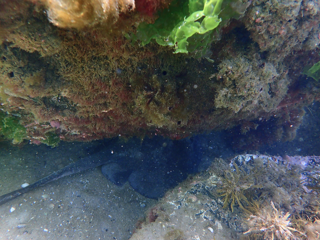 Eastern Shovelnose Stingaree from Hampton Beach, Victoria, Australia on ...