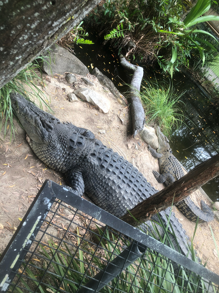 Saltwater Crocodile from Wangetti on August 27, 2022 at 01:42 PM by ...