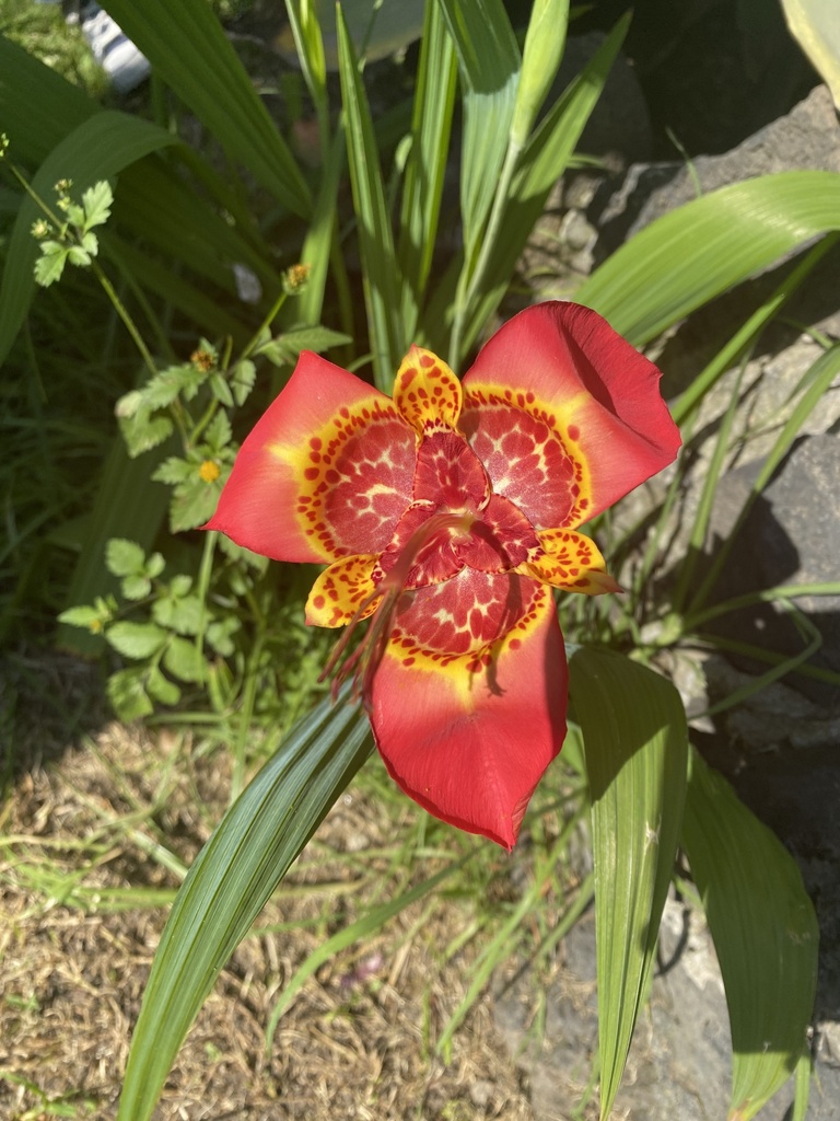 Tiger flower from UNAM Universidad Nacional Autónoma de México ...