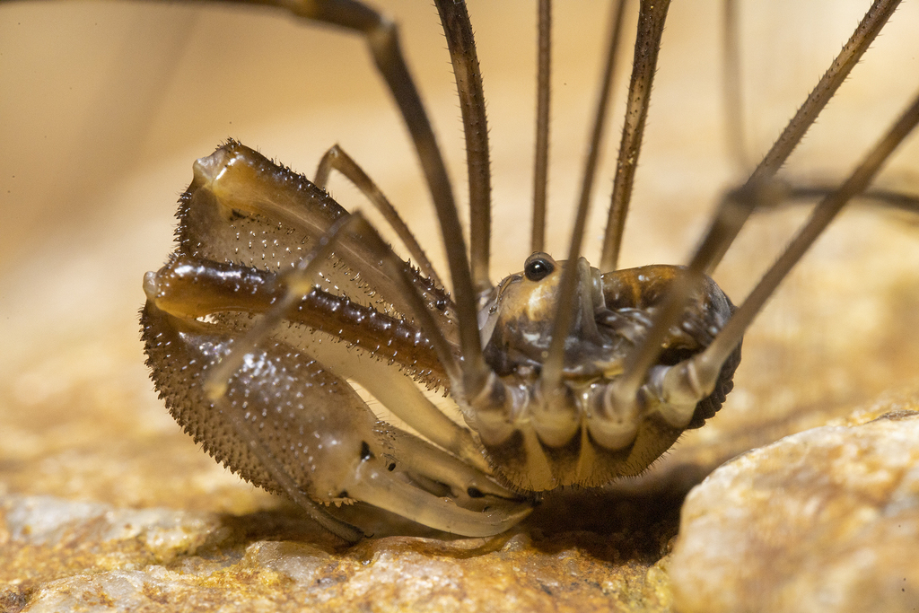 Forsteropsalis fabulosa from Haast 7886, New Zealand on March 18, 2024 ...
