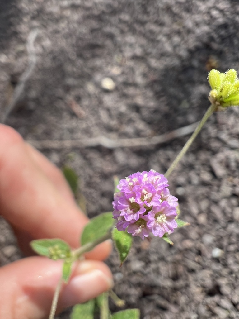 flowering plants from RAAF Base Tindal, Tindal, NT, AU on March 19 ...