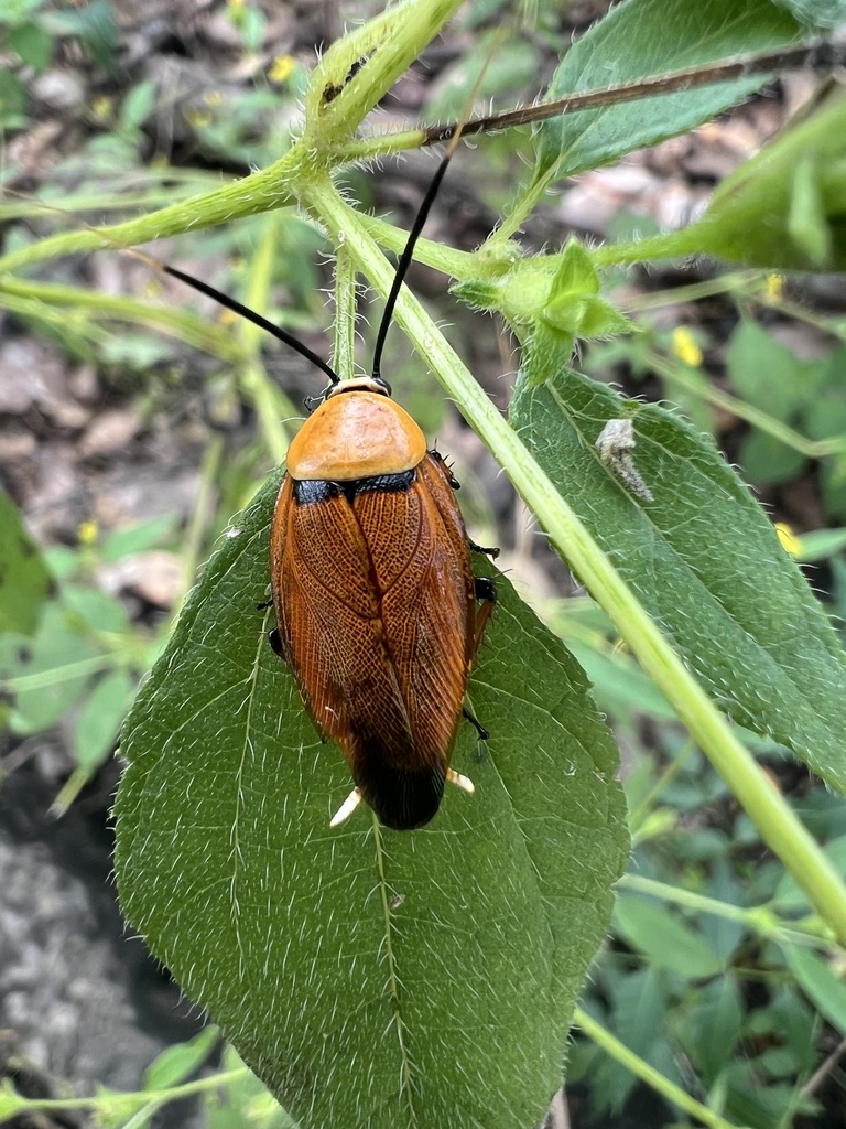 bush cockroach from Lansdowne, NT, AU on March 19, 2024 at 10:47 AM by ...