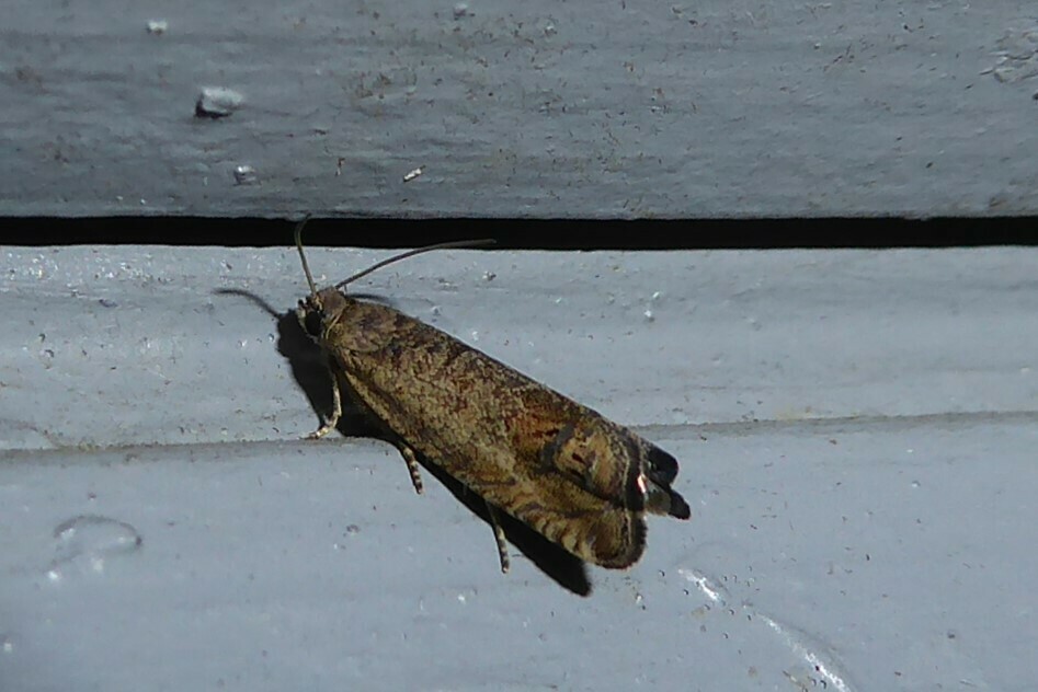 Gorse Pod Moth from Waikouaiti, New Zealand on March 12, 2024 at 09:09 ...