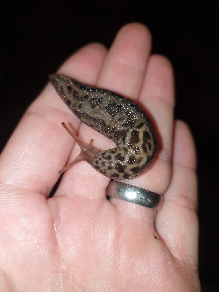 Leopard Slug from Belrose NSW 2085, Australia on March 19, 2024 at 08: ...