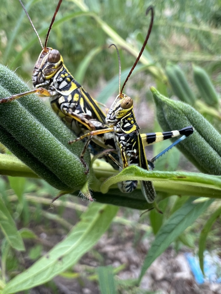 Zebra Grasshopper from RAAF Base Tindal, Tindal, NT, AU on March 18 ...