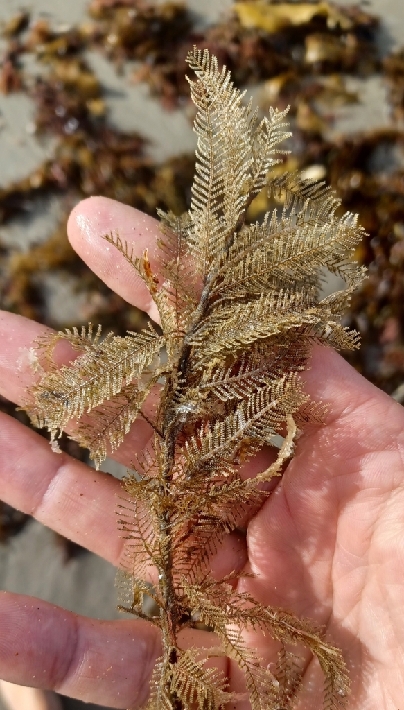 Feathery Hydroids from Australia on March 19, 2024 at 05:05 PM by Peter ...