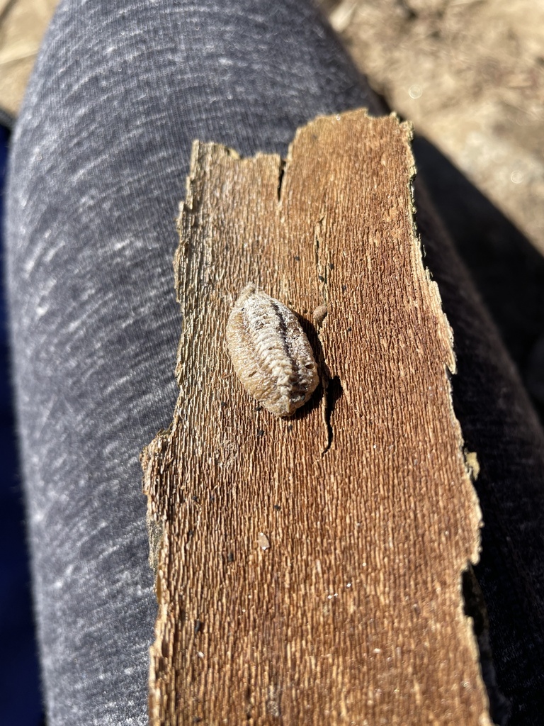 Carolina Mantis from Buncombe County, US-NC, US on February 5, 2024 at ...