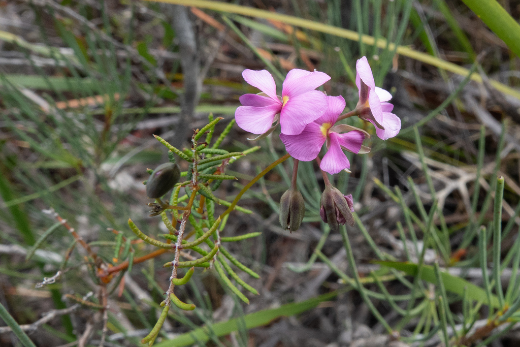 Handsome Wedge Pea from Hopetoun WA 6348, Australia on October 23, 2023 ...