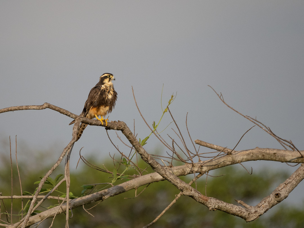 Aplomado Falcon from Estr. Transpantaneira, Km 10 - Zona Rural, Poconé ...