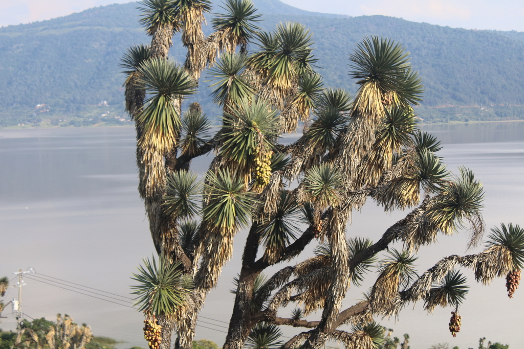tree yucca from Lago de Pátzcuaro, Michoacán, México on November 1 ...
