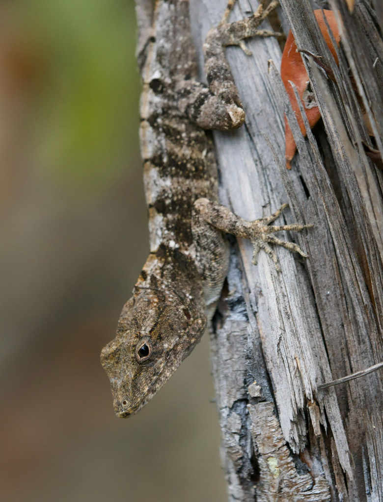 Black-throated Stout Anole in March 2024 by gabriellugo · iNaturalist