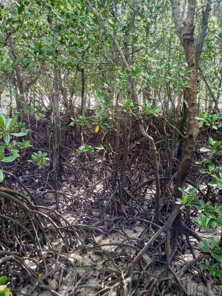 true mangroves from HRRM+M3 End of the Mangrove Boardwalk, East Point ...