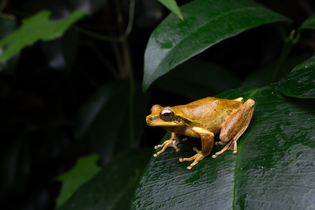 Whirring Tree Frog from Lamington National Park, O'Reilly, QLD, AU on ...
