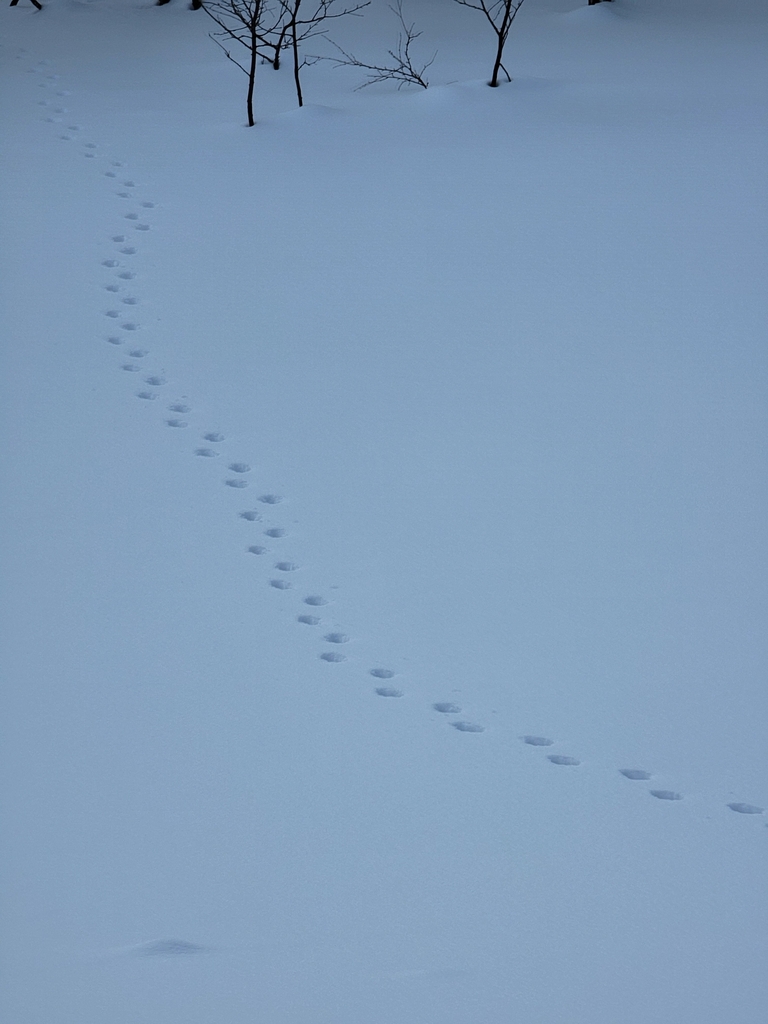 Mainland Raccoon Dog from Biologinen asema E, 99490 Enontekiö, Suomi on ...