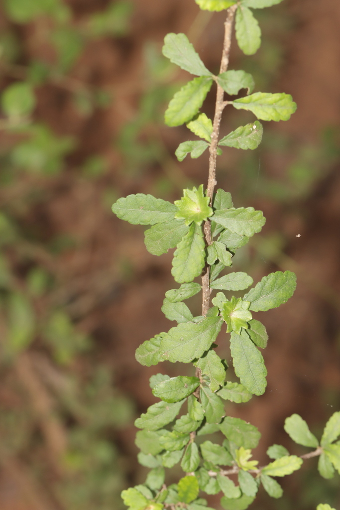 three-seeded mercuries from Dotswood QLD 4820, Australia on March 17 ...