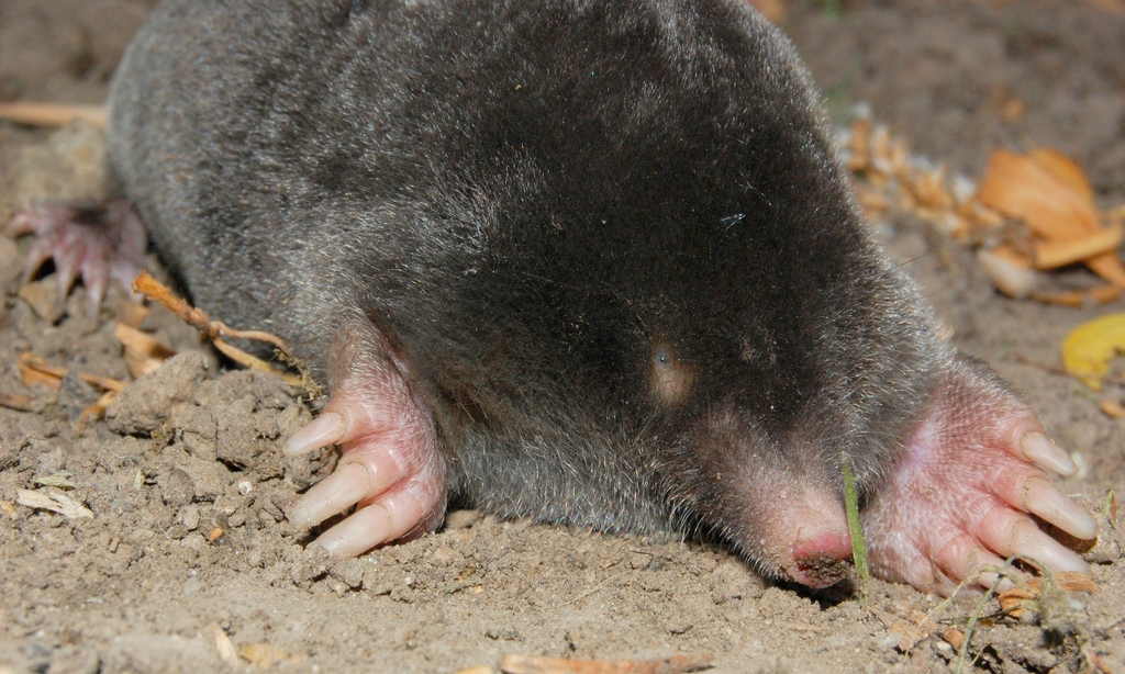 European Mole (Talpa europaea) - Know Your Mammals