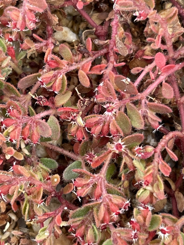 Yuma Sandmat from Anza-Borrego Desert State Park, Borrego Springs, CA ...