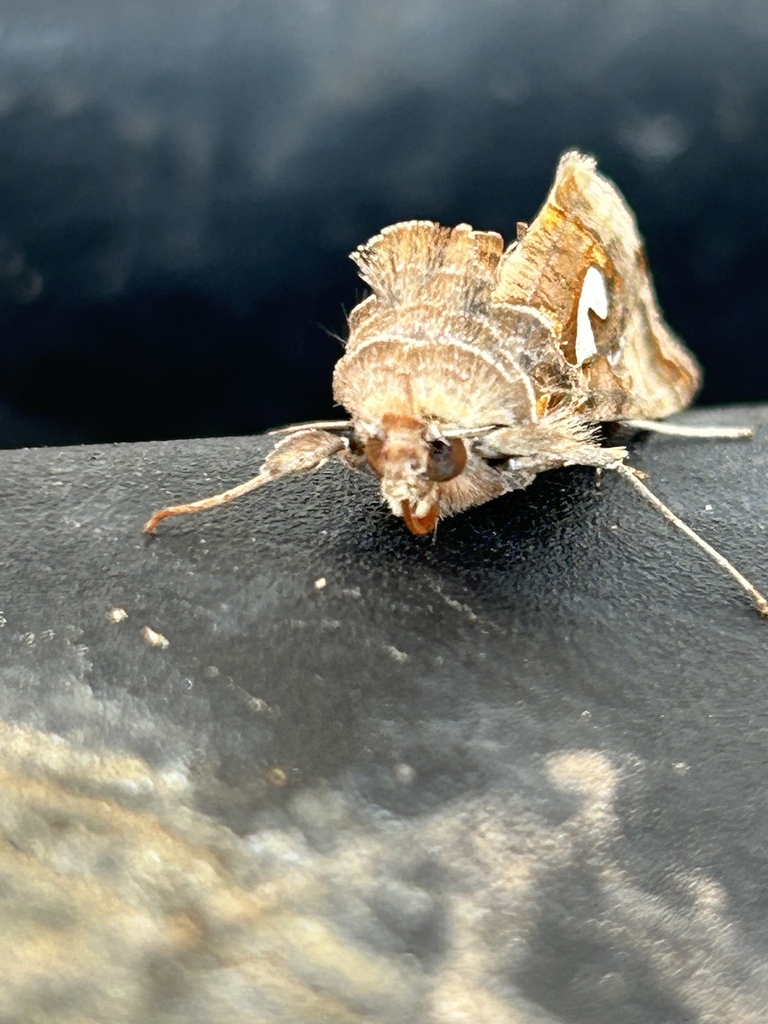 Bilobed Looper Moth from Fort Worth on March 19, 2024 at 08:40 AM by ...