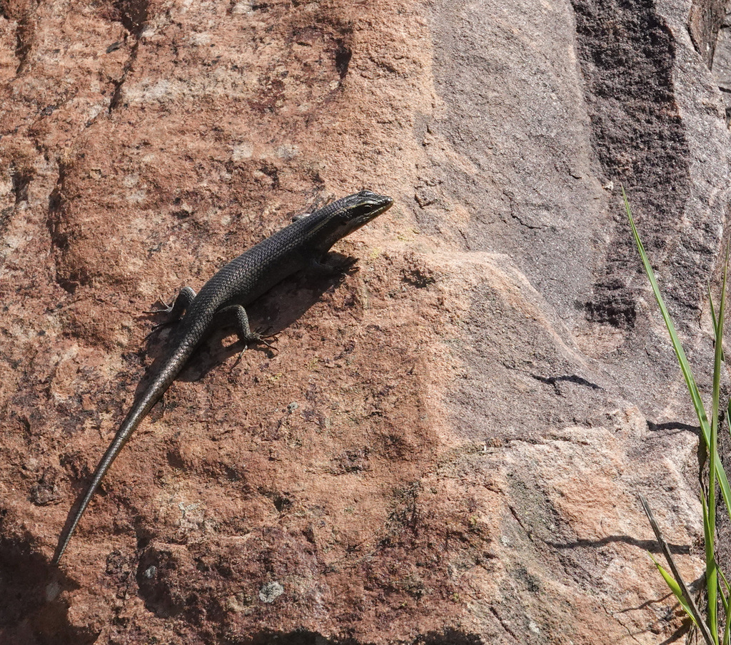 Speckled Rock Skink from Tshwane, Zuid-Afrika on February 24, 2024 at ...