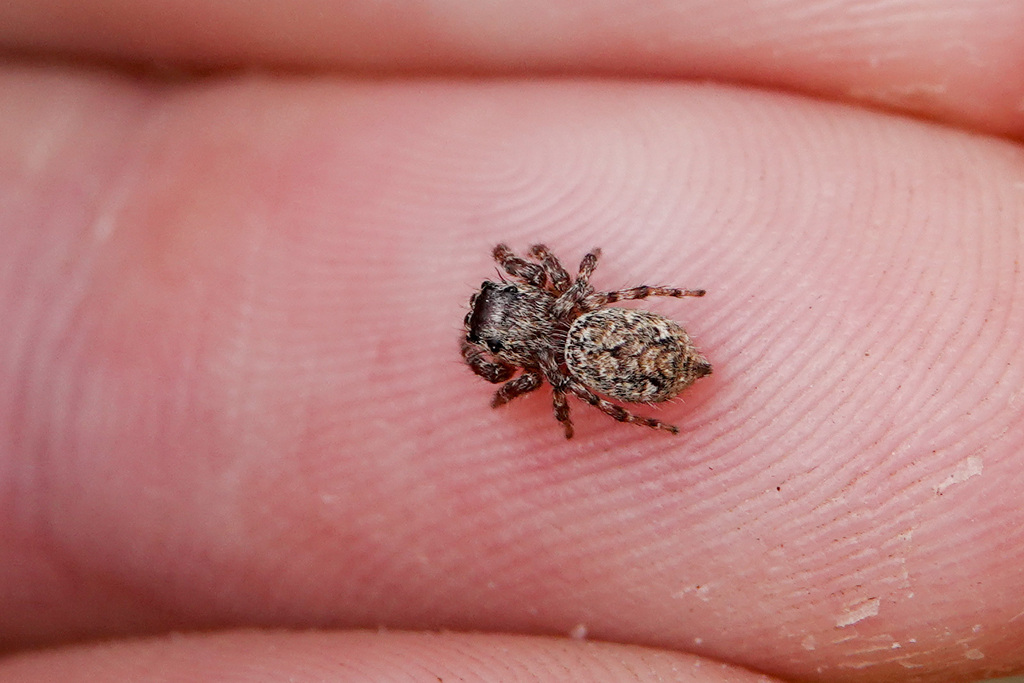 Typical Jumping Spiders from Waterberg, Zuid-Afrika on February 13 ...