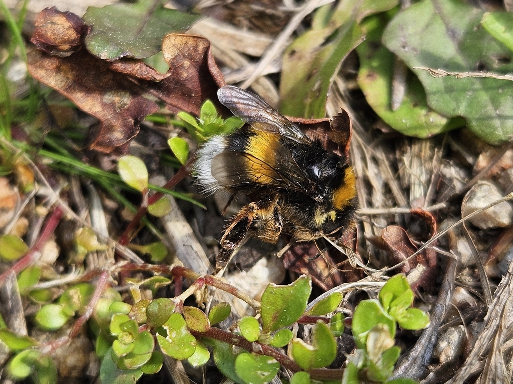 Bombus terrestris lusitanicus in March 2024 by lzos · iNaturalist