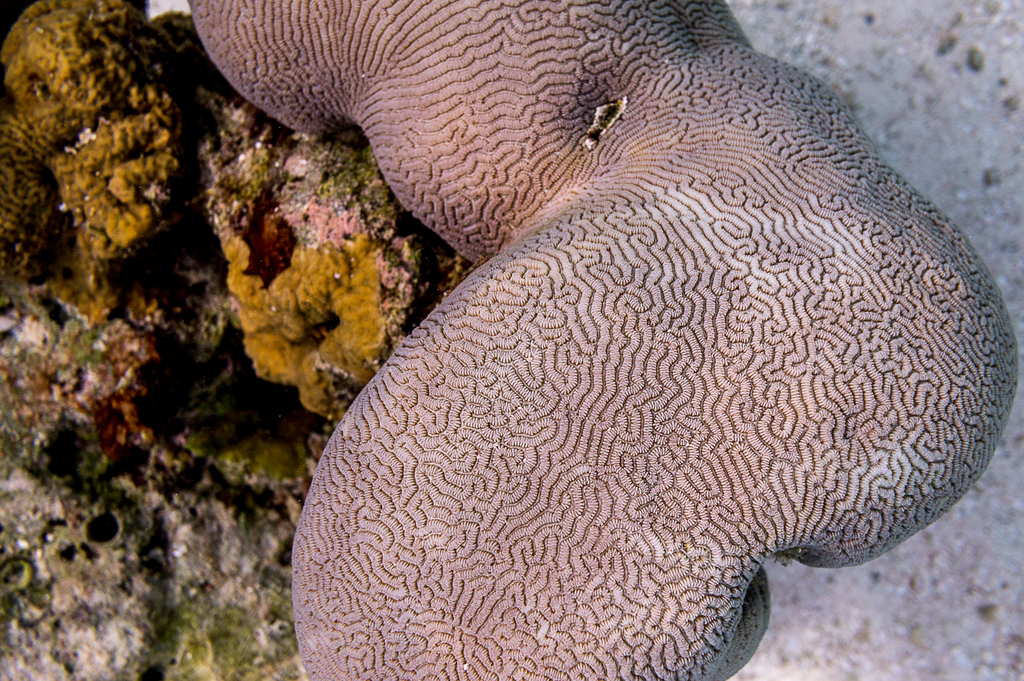 Leptoria phrygia in February 2024 by Nikita Tiunov · iNaturalist