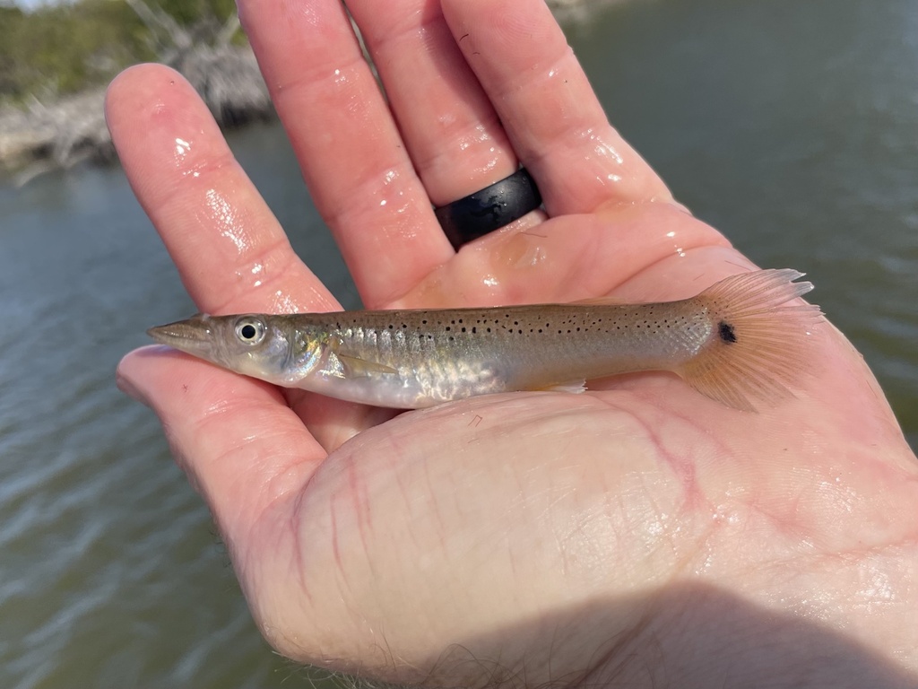 Pike Topminnow from Homestead, FL, US on March 19, 2024 at 10:04 AM by ...