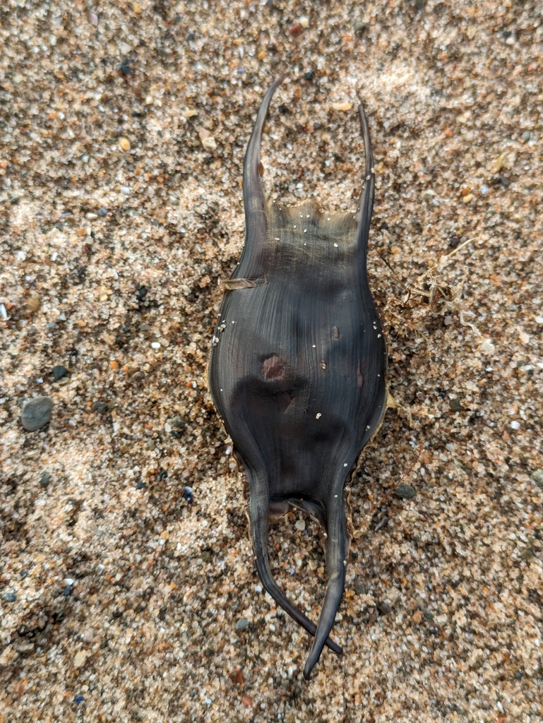 Spotted Skate from Seascale CA20 1NU, UK on March 19, 2024 at 11:03 AM ...