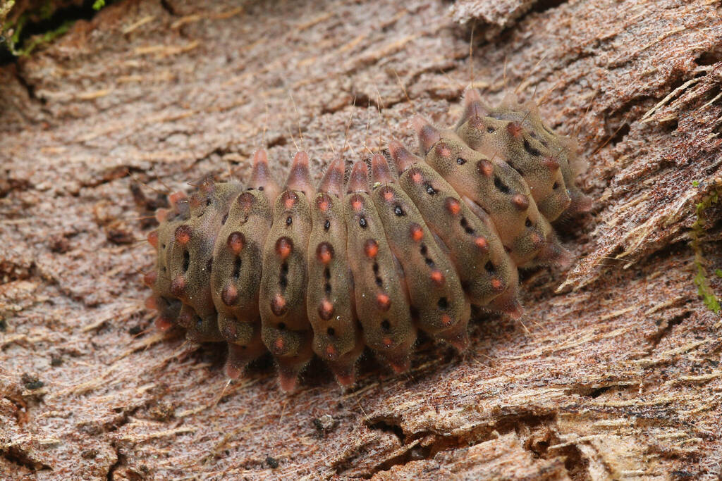 Histia from 中国海南省海口市 on January 3, 2022 at 12:35 PM by Shiwan Lu ...