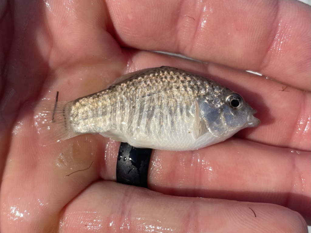 Sheepshead Minnow from Homestead, FL, US on March 19, 2024 at 10:05 AM ...