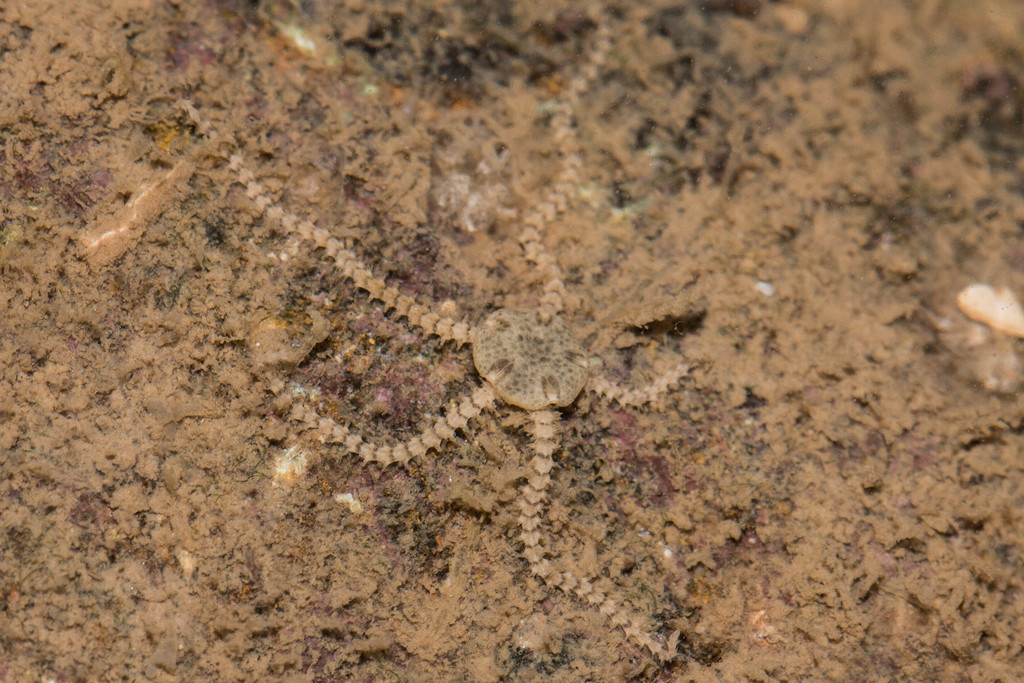Dwarf Brittle Star from Haji Ali Dargah, Mumbai, Maharashtra, IN on ...