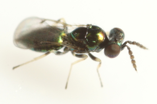 Genus Neochrysocharis · iNaturalist