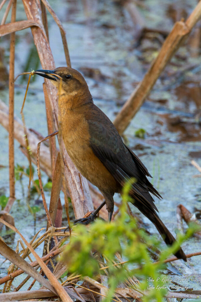 Boat-tailed Grackle from Brevard County, FL, USA on March 17, 2013 at ...