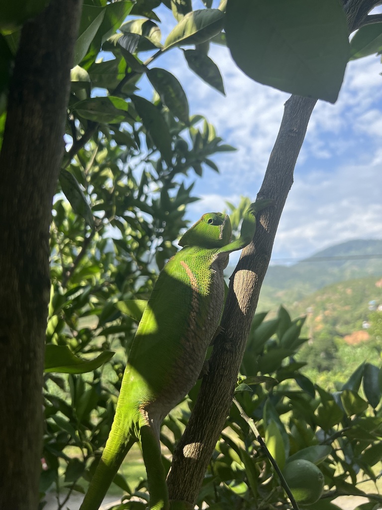 Two-banded Chameleon in November 2023 by jestodactylus · iNaturalist