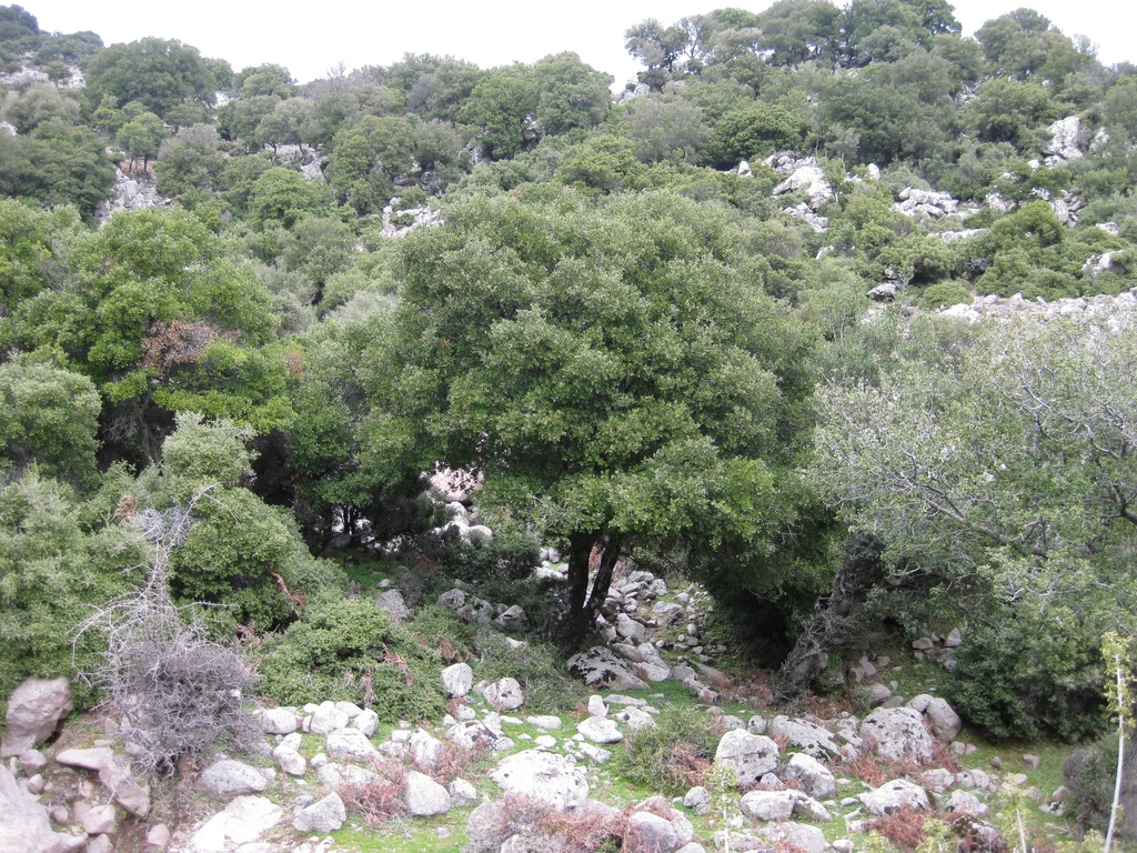 Palestine oak (Quercus coccifera calliprinos) - Botanical Realm