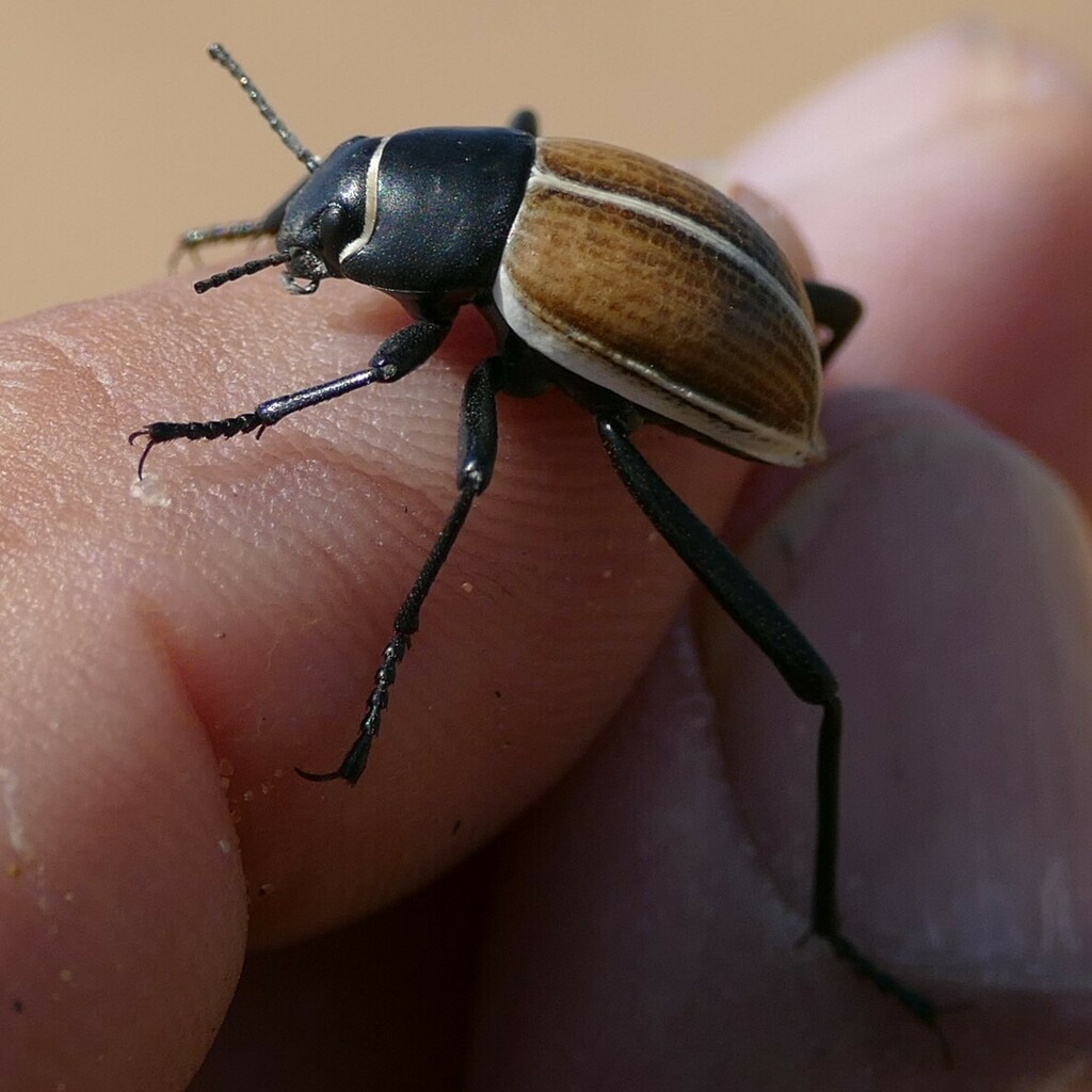 Humbug Darkling Beetle from Namib dunes south of Swakopmund, Region ...