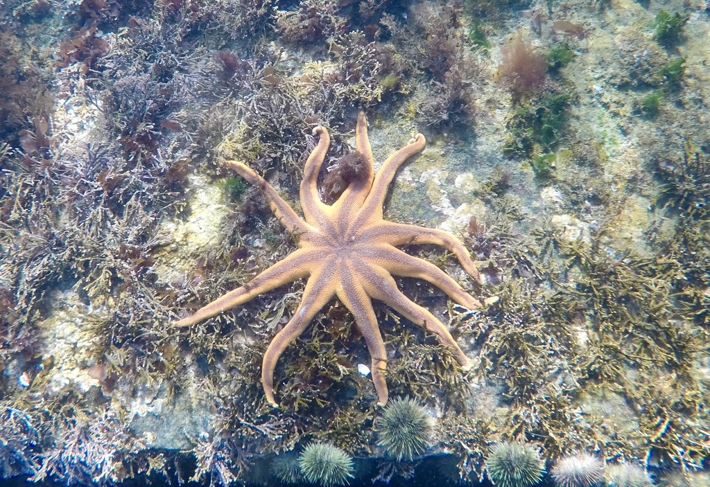 Striped Sun Star from Juan de Fuca Strait, Capital, BC, CA on September ...