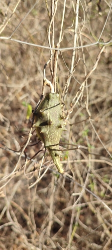 Dictyanthus nichongus · iNaturalist