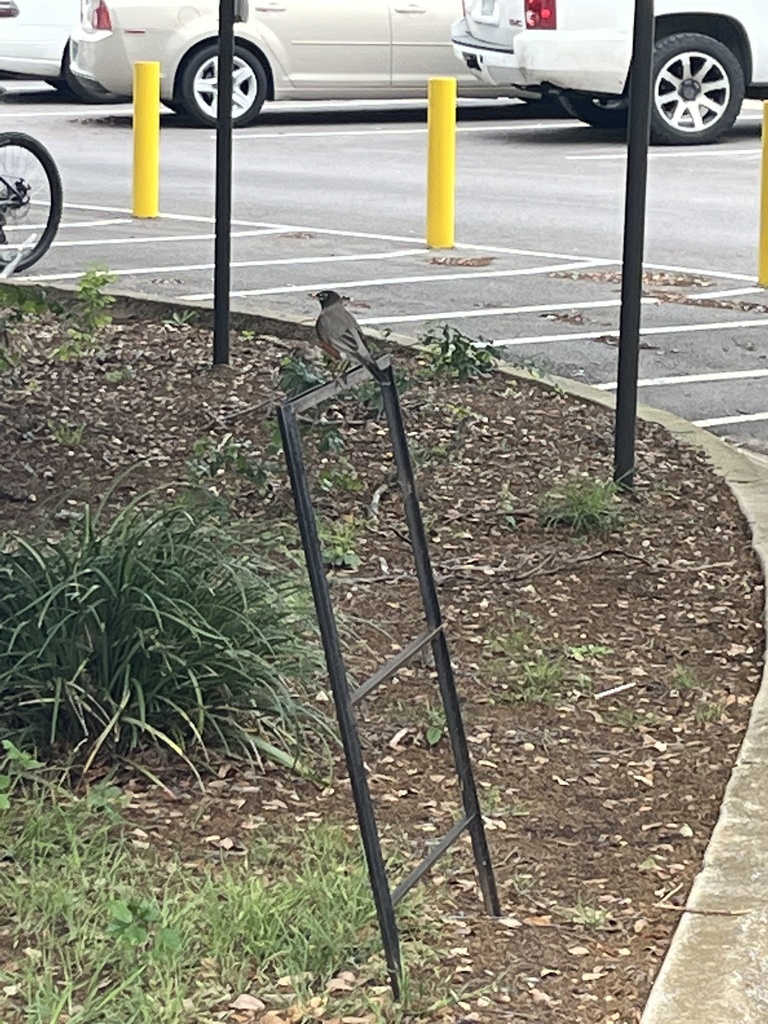 American Robin from Trinity University, San Antonio, TX, US on March 19 ...
