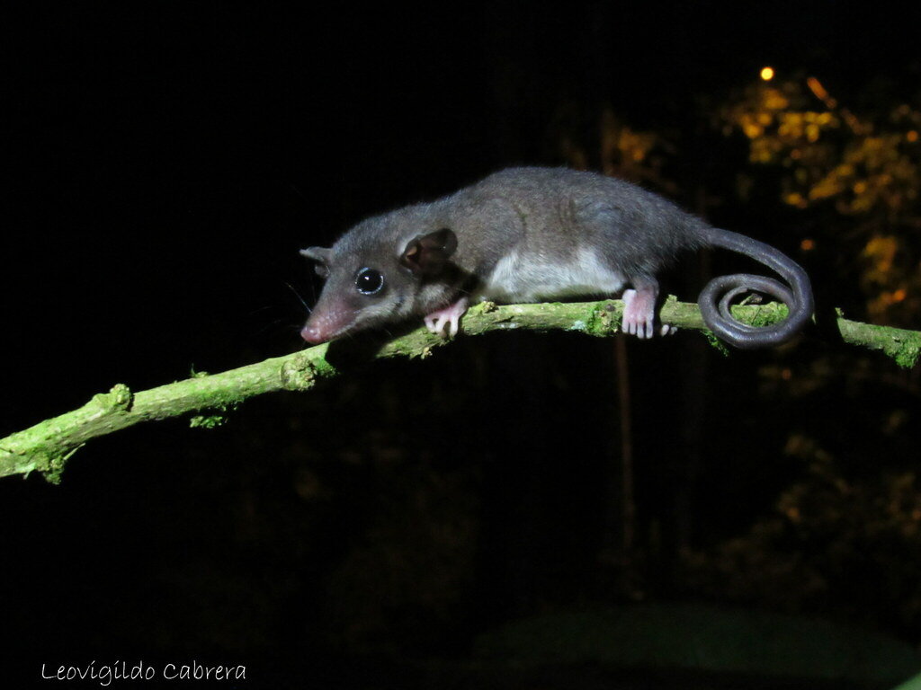 Tschudi's Slender Opossum from Piñas, Ecuador on March 14, 2015 at 06: ...