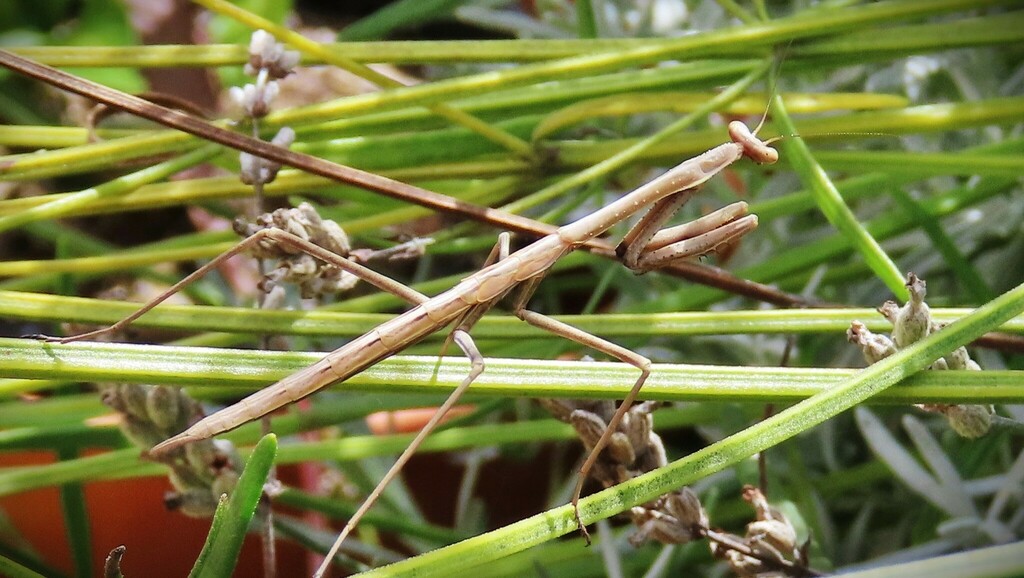 Australian Stick Mantis from Wallaga Lake NSW 2546, Australia on March ...