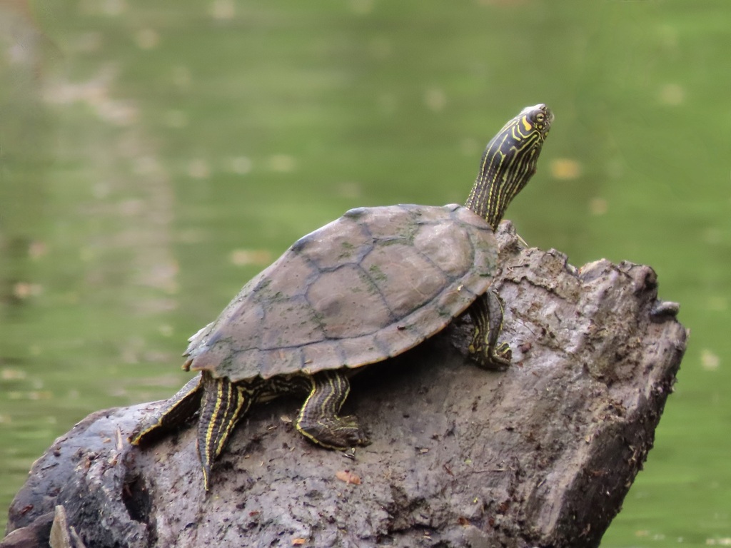 Texas Map Turtle from Navidad River, Jackson County, TX, USA on March ...