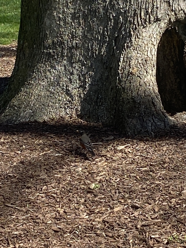 American Robin from The University of North Carolina at Chapel Hill ...
