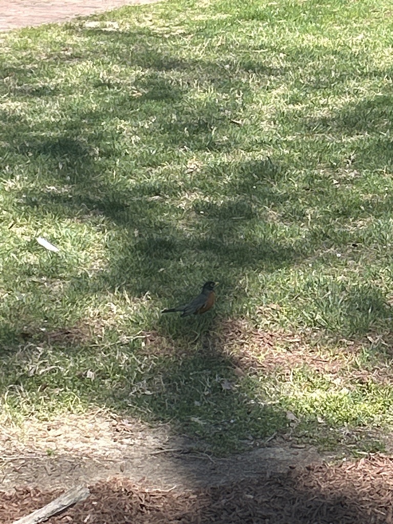 American Robin from The University of North Carolina at Chapel Hill ...