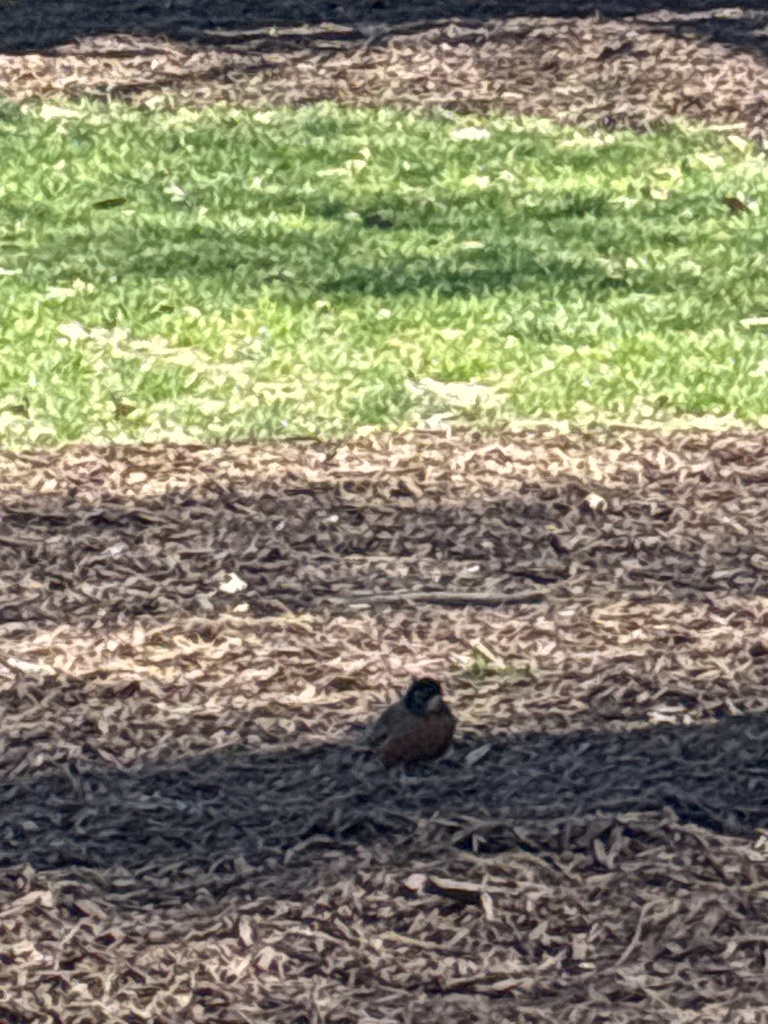 American Robin from The University of North Carolina at Chapel Hill ...
